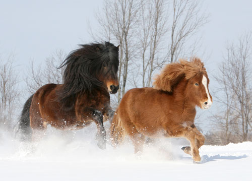 Great Gaited-Horse Tips