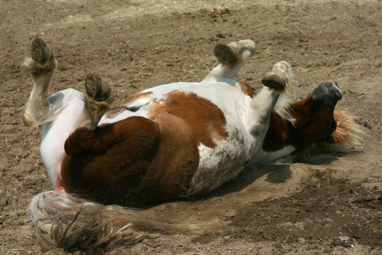 How Not to Panic if Your Horse Colics