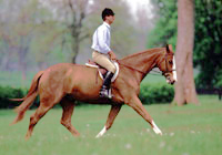 Hunter Training Dos and Don'ts