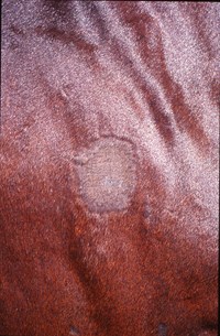 How to Treat Ringworm in Horses